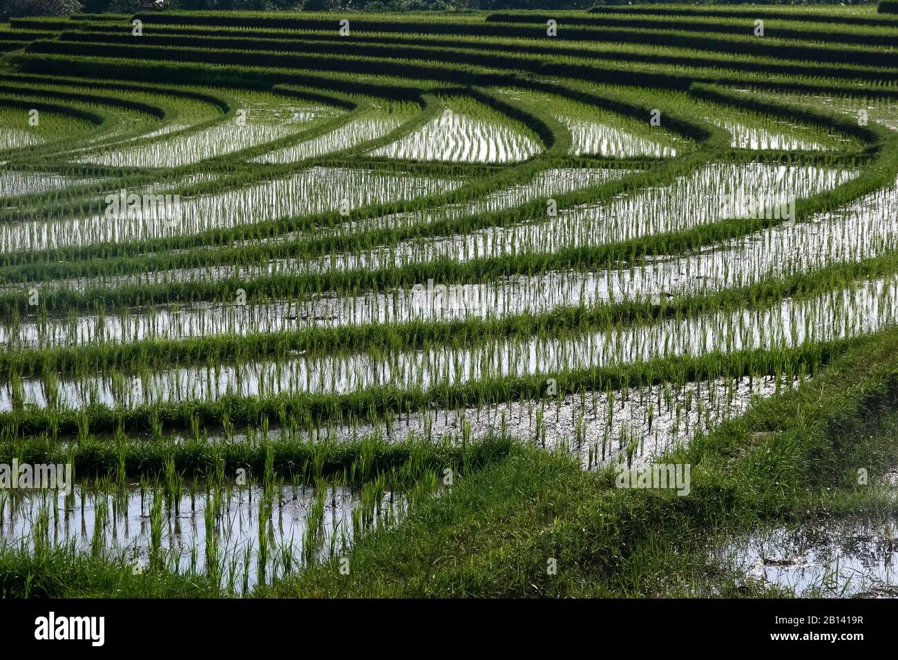 Rice fields, Bali, Indonesia | Rice fields, Bali, Indonesia Stock Photo ...