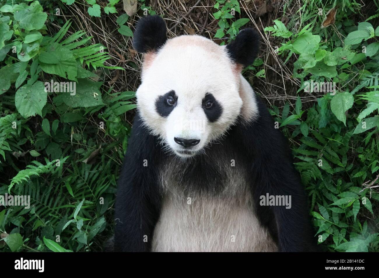 Panda, China | Panda, China Stock Photo - Alamy