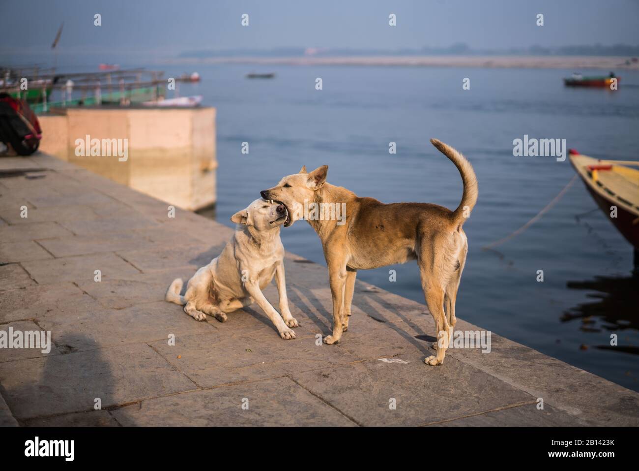 Street scene, Varanasi, India, Asia Stock Photo - Alamy