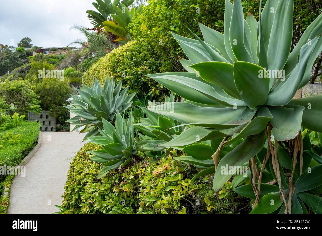 Driveway Plants High Resolution Stock Photography and Images - Alamy