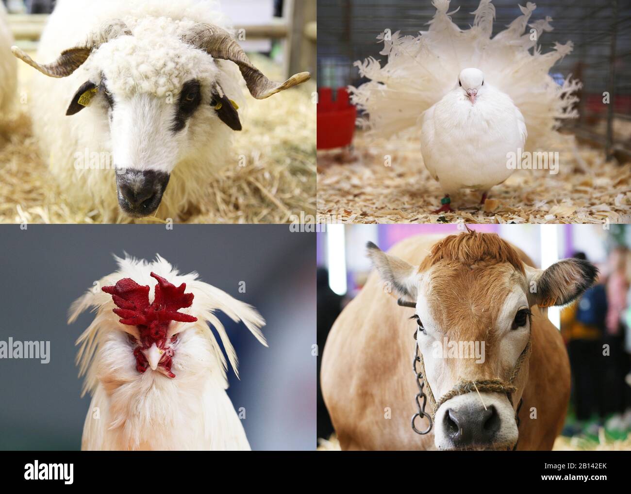 Paris, International Agriculture Fair at the Porte de Versailles ...