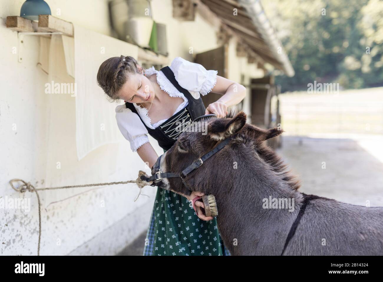 Farmer with dirndl brushes a donkey Stock Photo - Alamy