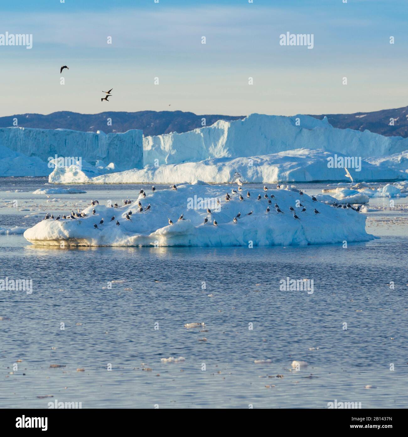 Icebergs in Disko Bay on Midsummer, Greenland Stock Photo - Alamy