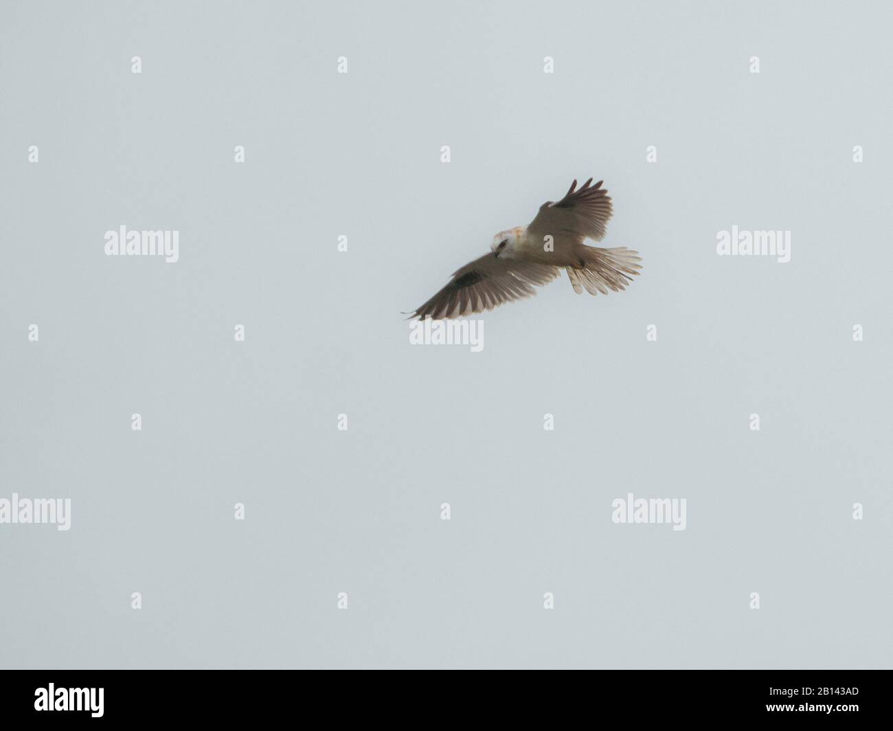 Australian birds Black Shouldered Kite, Elanus axillaris, Angelic ...