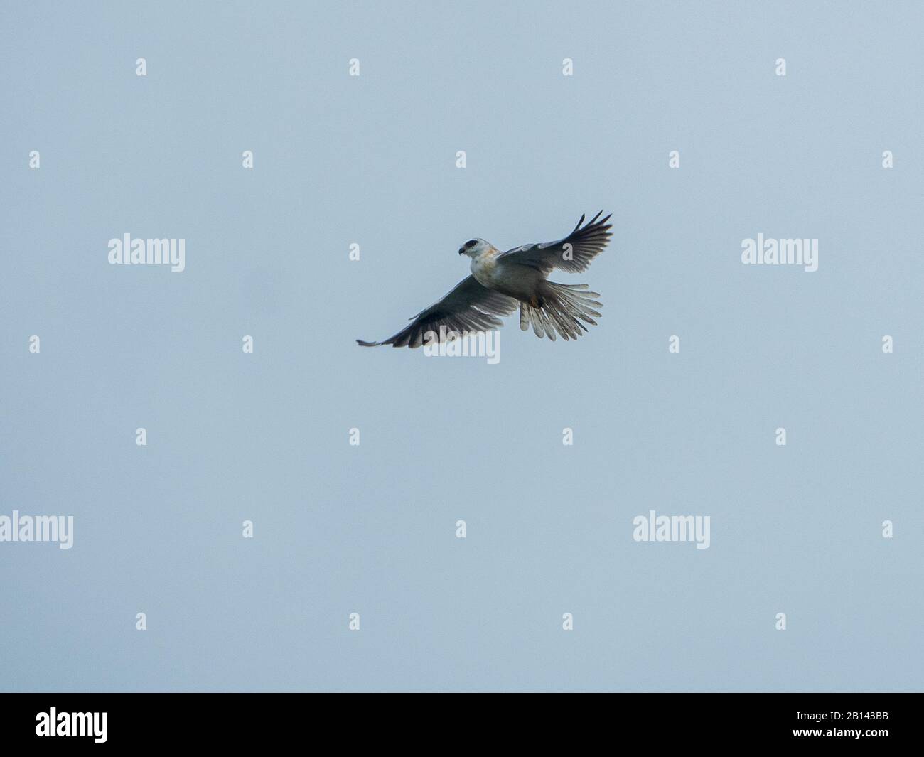 Black Shouldered Kite, Elanus axillaris, bird of prey, hovering in sky ...