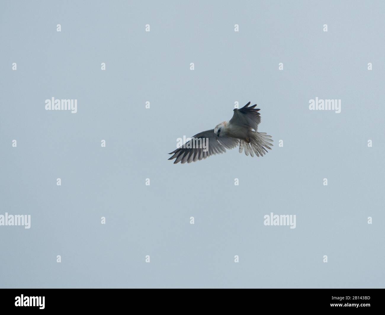Angelic raptor hi-res stock photography and images - Alamy