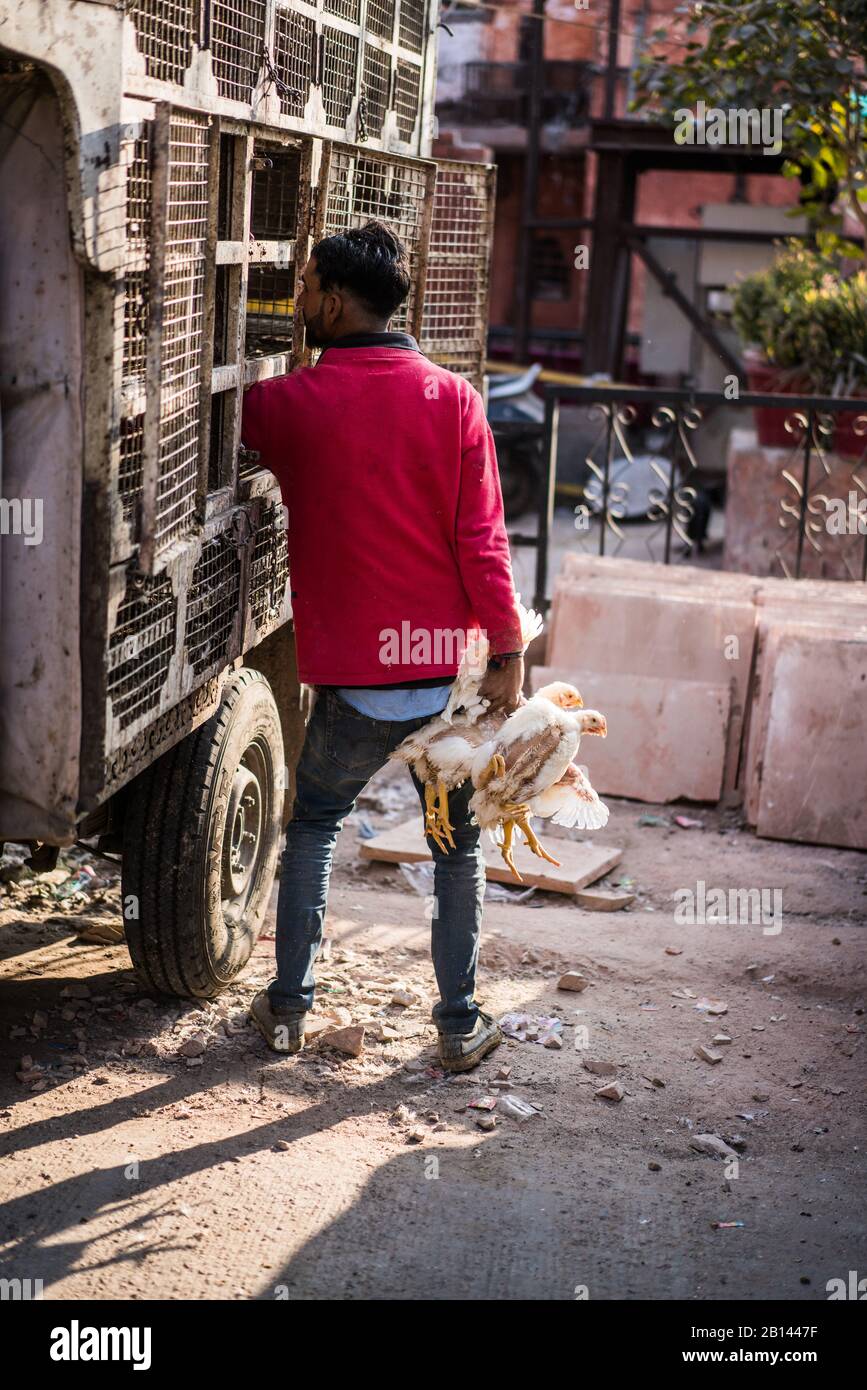 Chicken seller, Jaipur, Street scene, India, Asia Stock Photo - Alamy