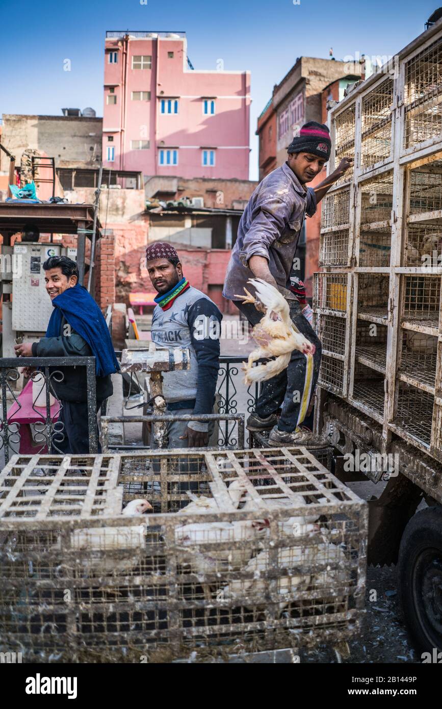 Chicken seller, Jaipur, Street scene, India, Asia Stock Photo - Alamy