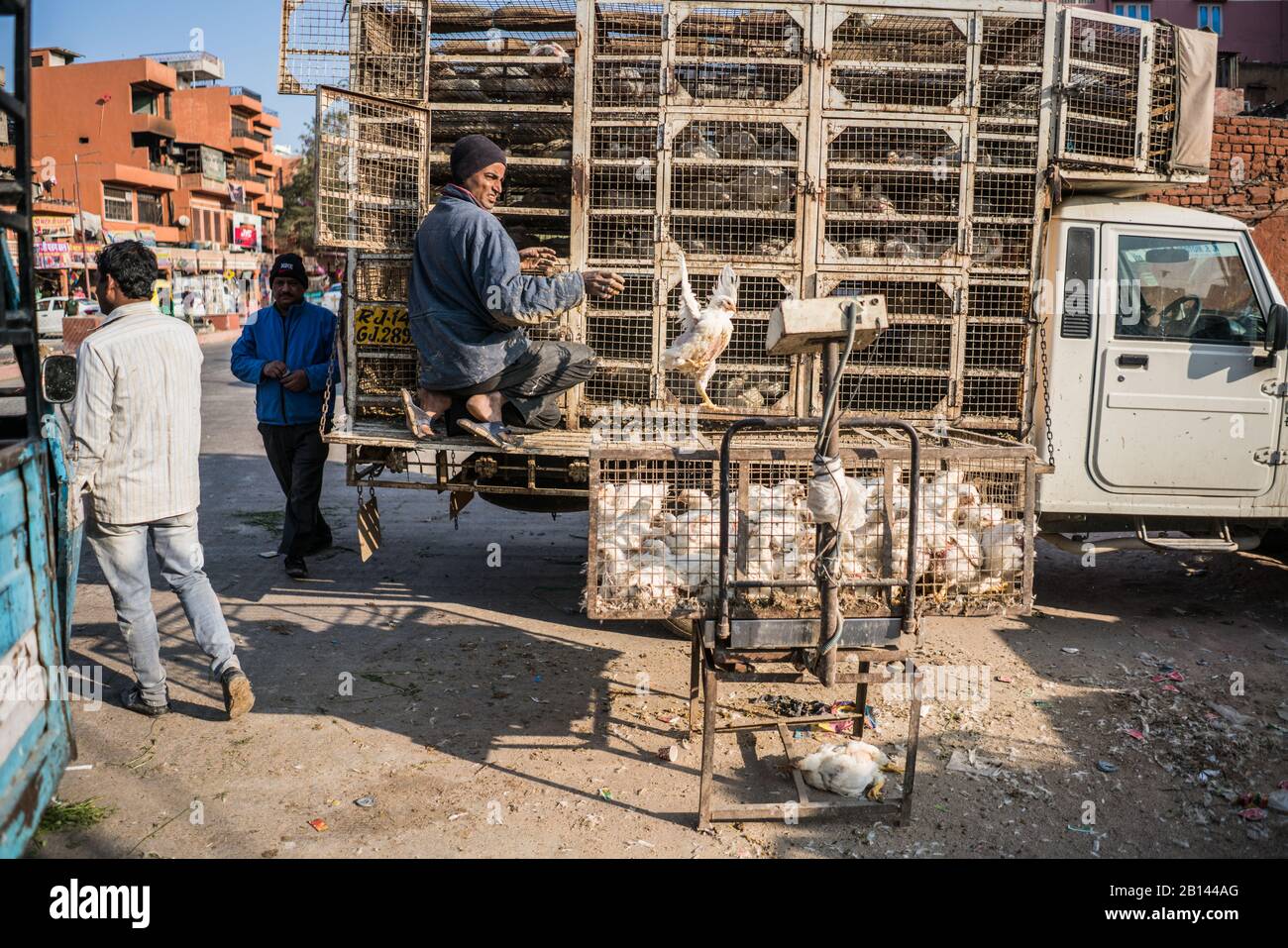 Chicken seller, Jaipur, Street scene, India, Asia Stock Photo - Alamy