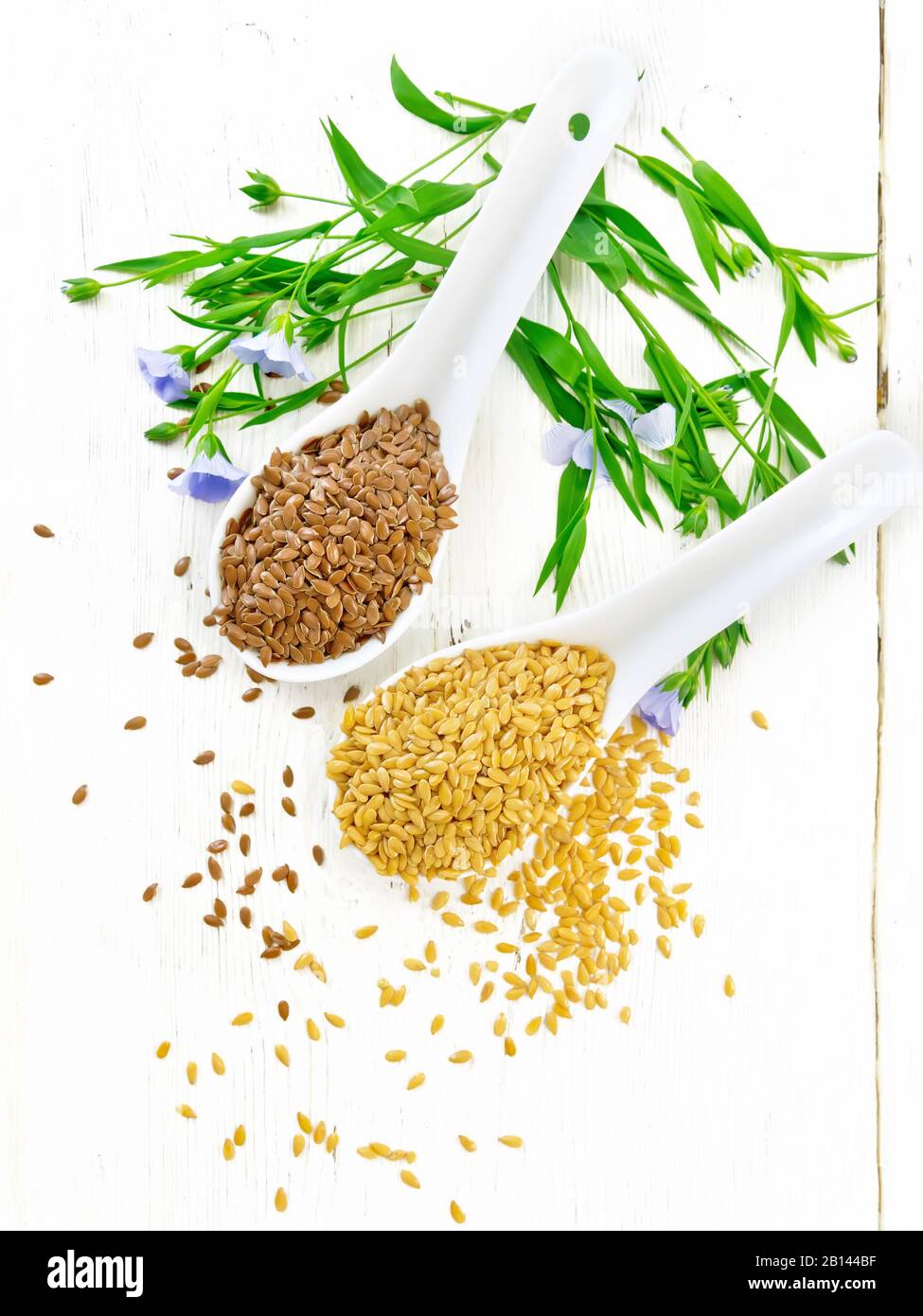 Linen seeds white and brown in two spoons, stalks of flax with blue ...