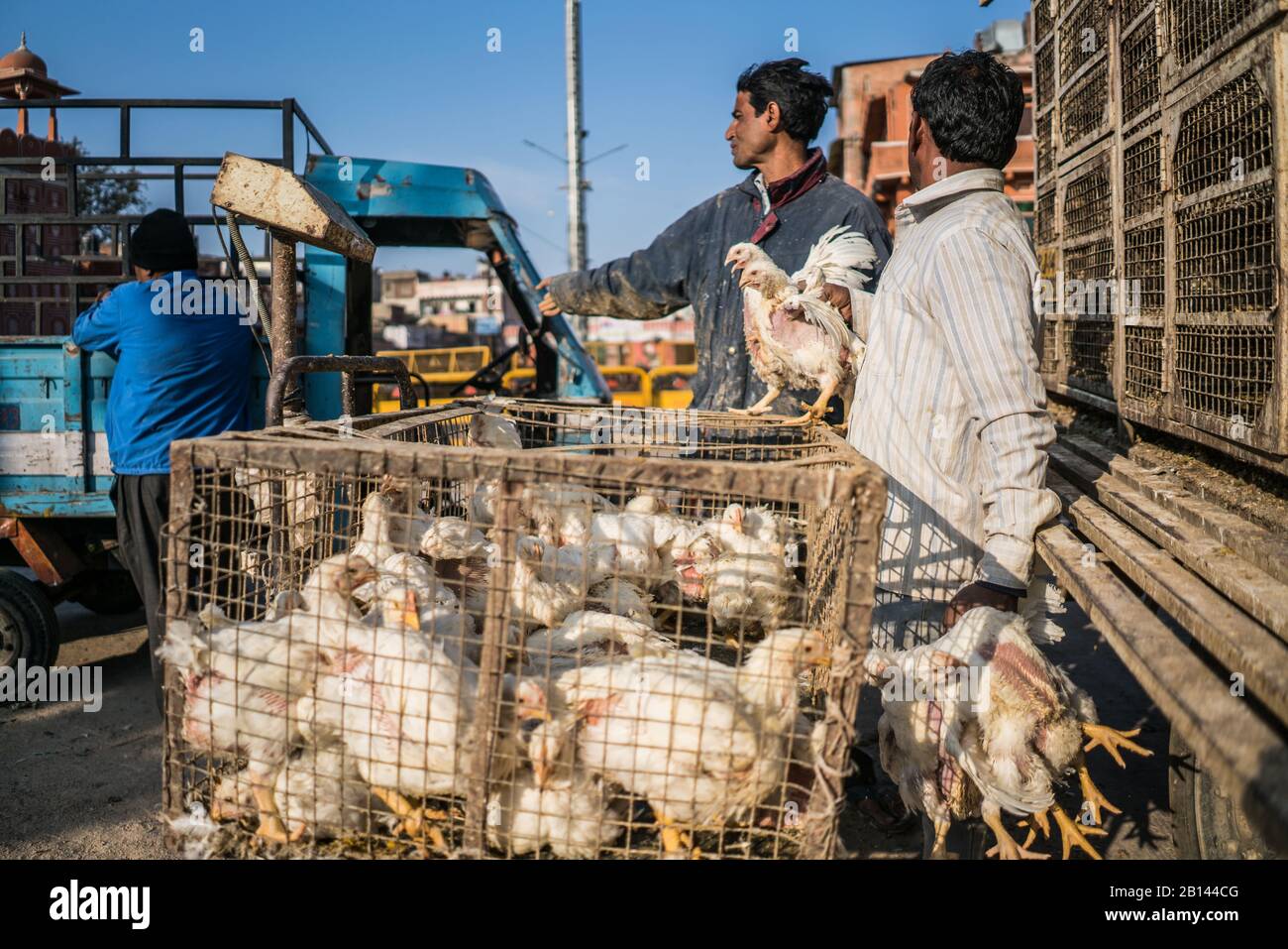 Chicken seller, Jaipur, Street scene, India, Asia Stock Photo - Alamy