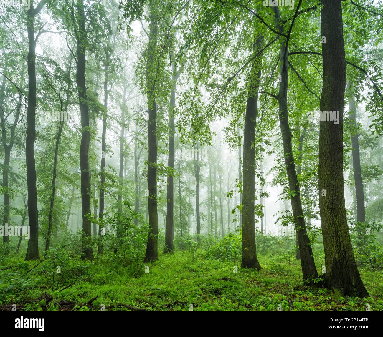 Deciduous deciduous forest of beech, oak and hornbeam with fog in ...