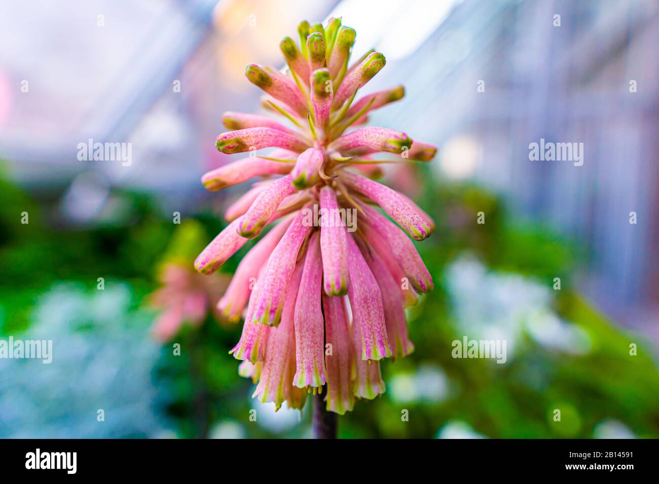 Veltheimia Bracteata Forest Lily Plant Stock Photo - Alamy