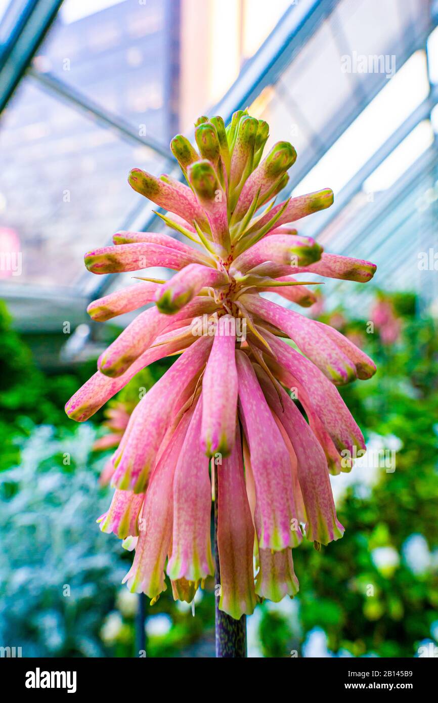 Veltheimia Bracteata Forest Lily Plant Stock Photo - Alamy