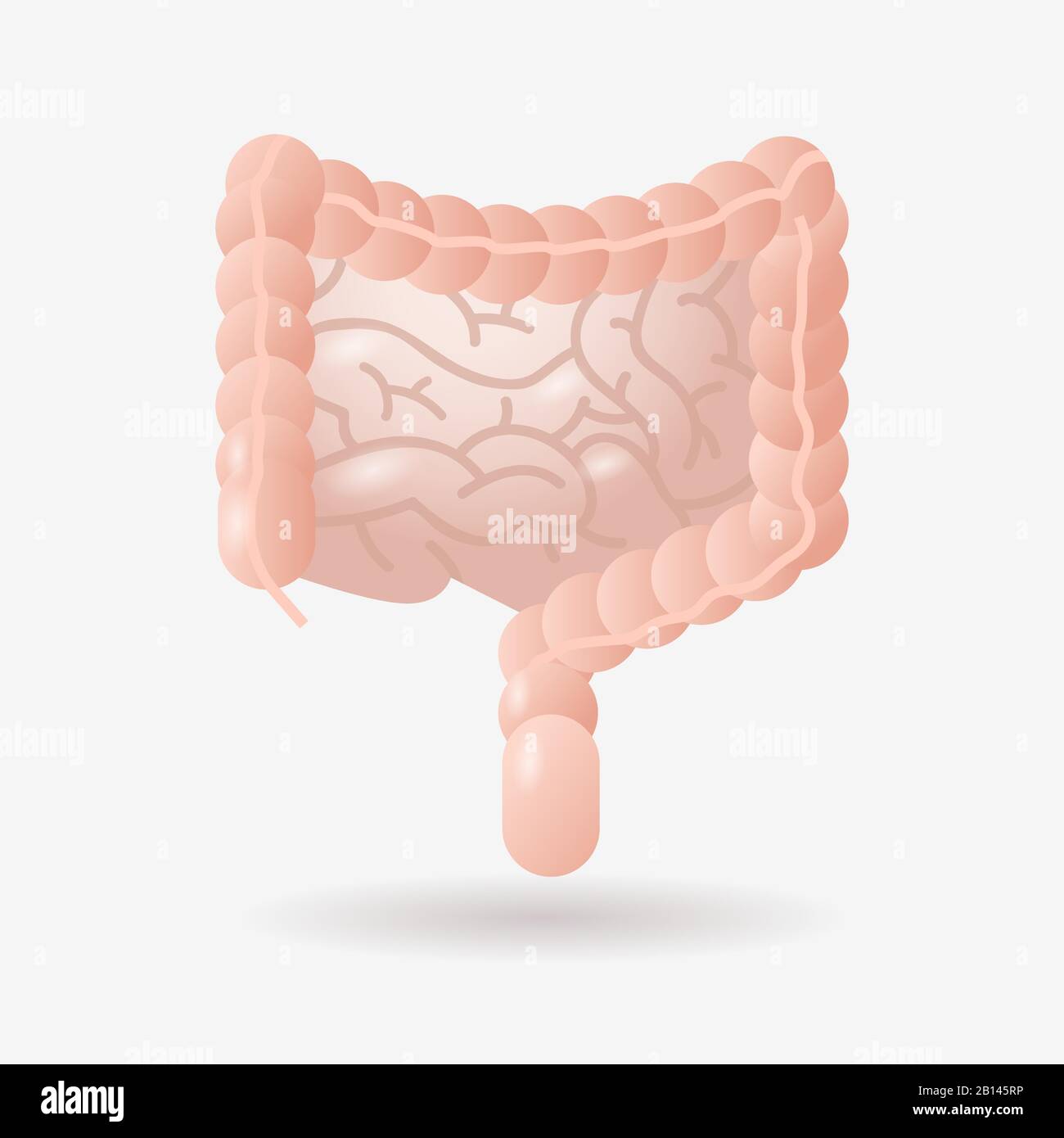 human large and small intestine digestive system gastrointestinal tract ...