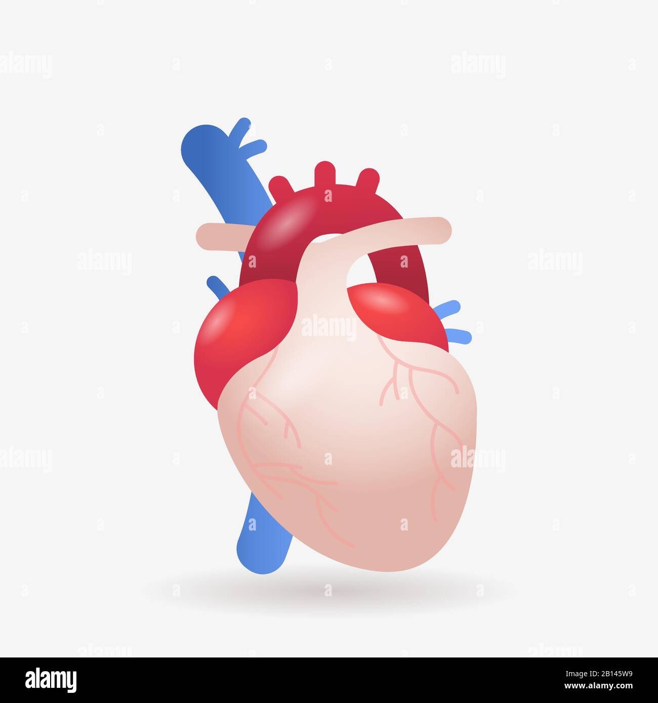 Anatomical anatomy aorta background hi-res stock photography and images ...