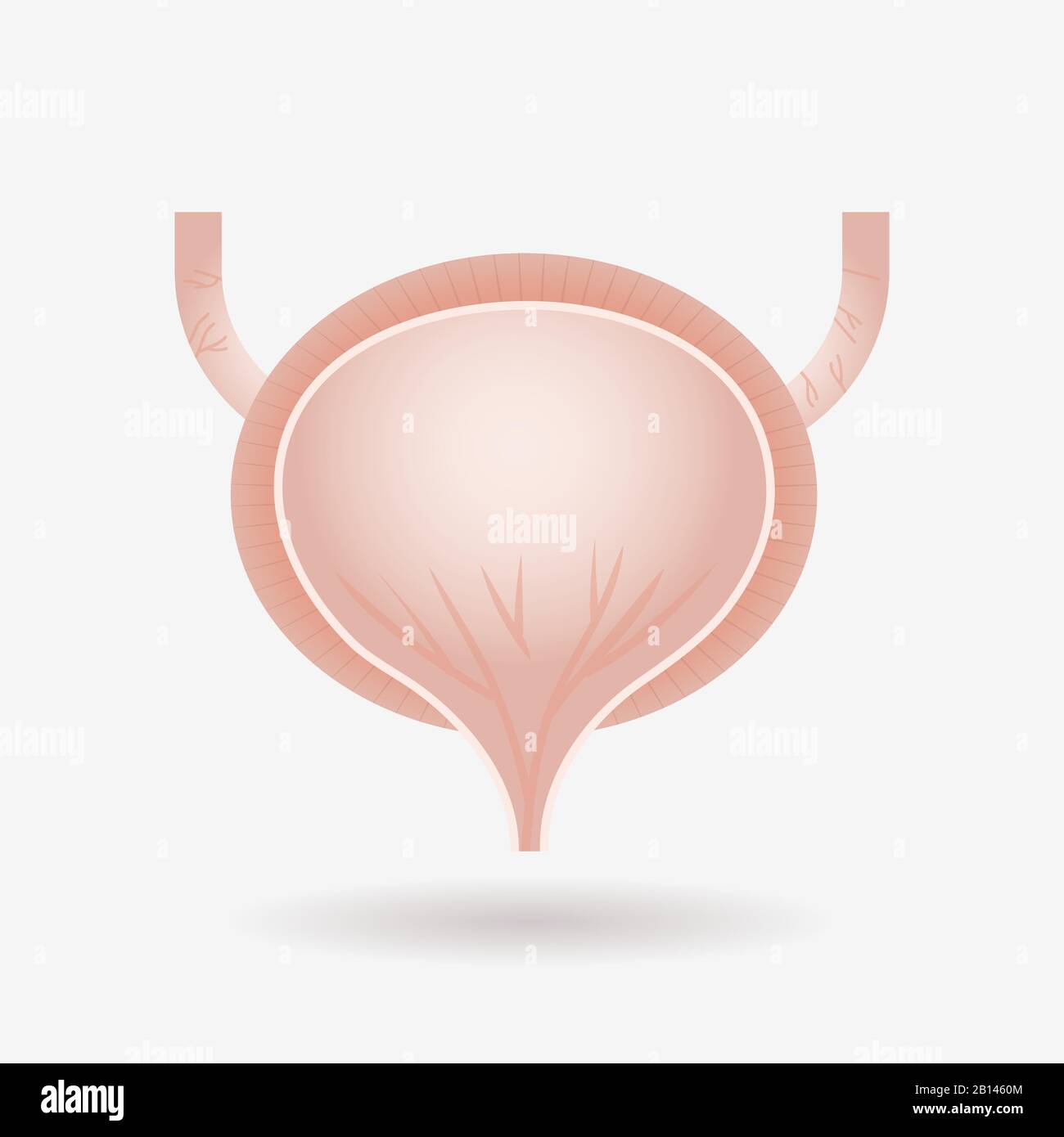 urinary bladder human internal organ anatomy healthcare medical concept flat vector illustration ...
