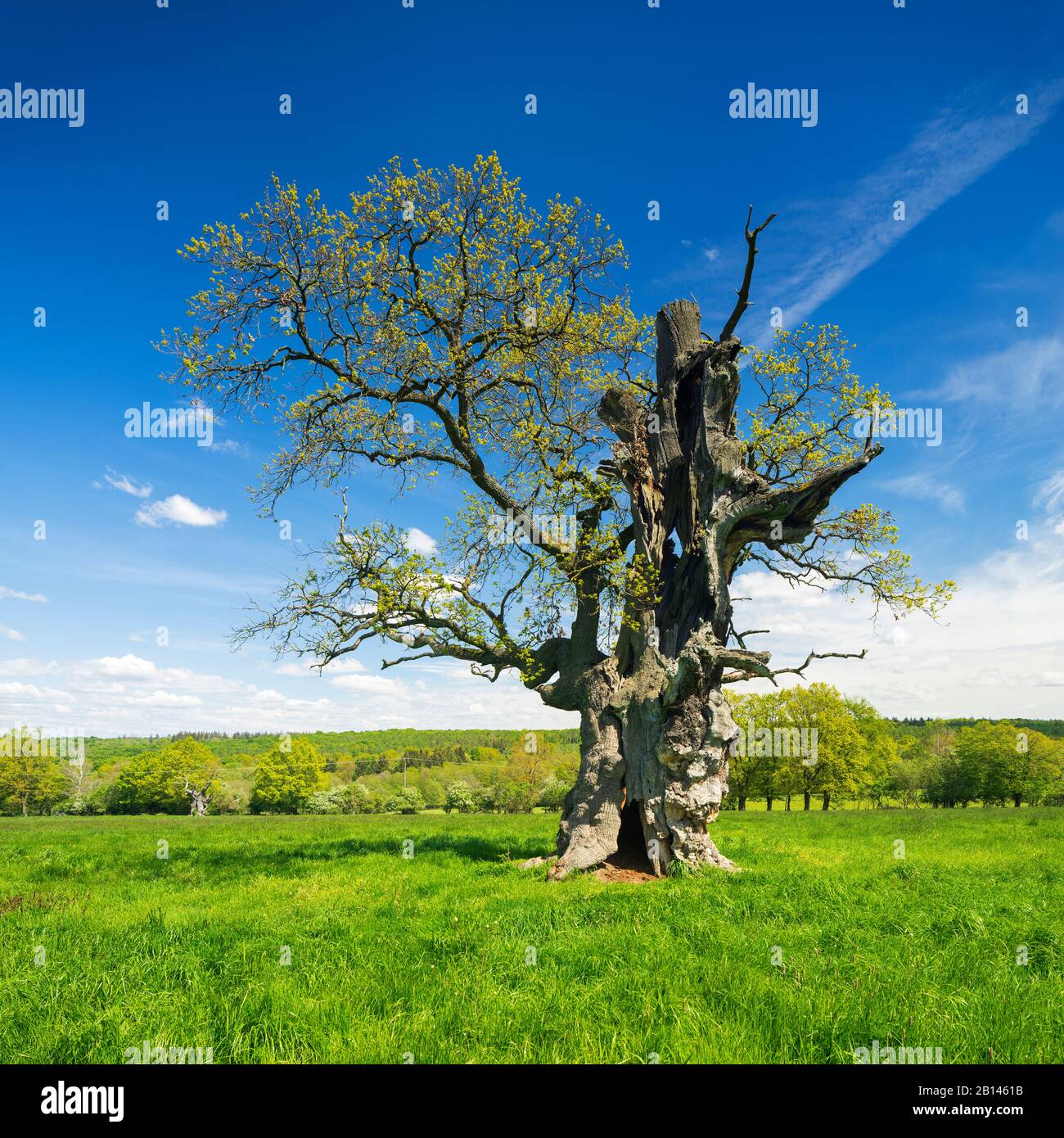 Only one branch is still green hi-res stock photography and images - Alamy