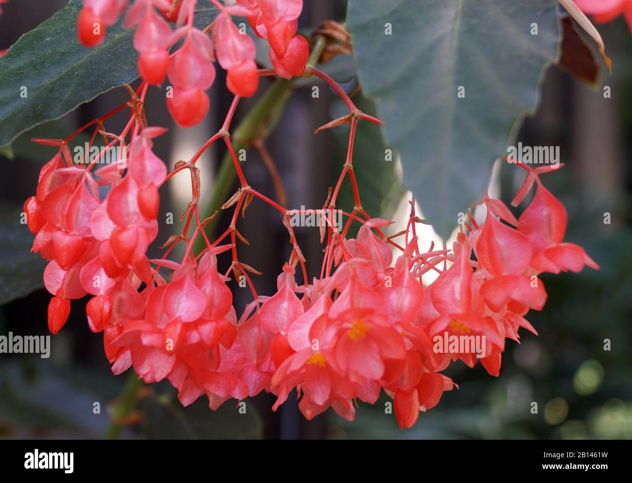 Cane begonia hi-res stock photography and images - Alamy