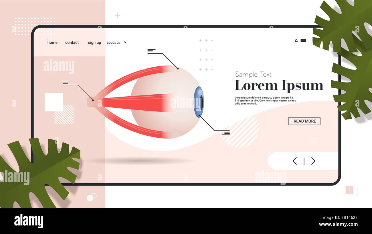 human eye icon internal organ structure detailed eyeball medical ...