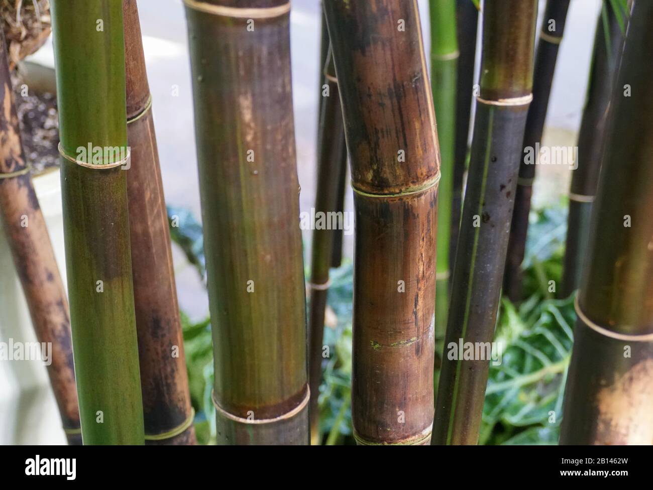 Timor Black Bamboo, a tropical plant from Indonesia Stock Photo - Alamy