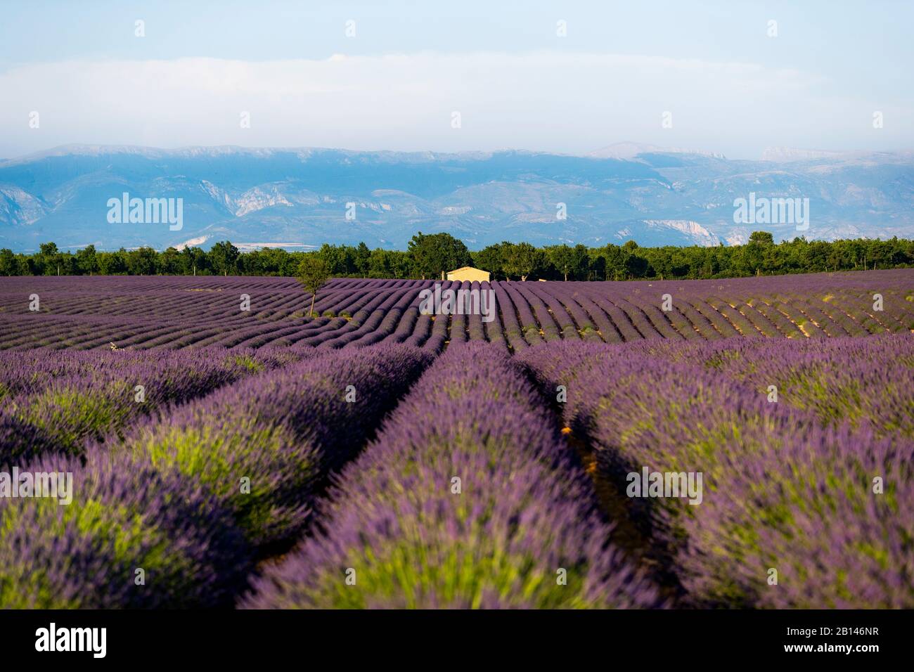 Lavender fields near Valensole in Southern France, Provence, France Stock Photo - Alamy