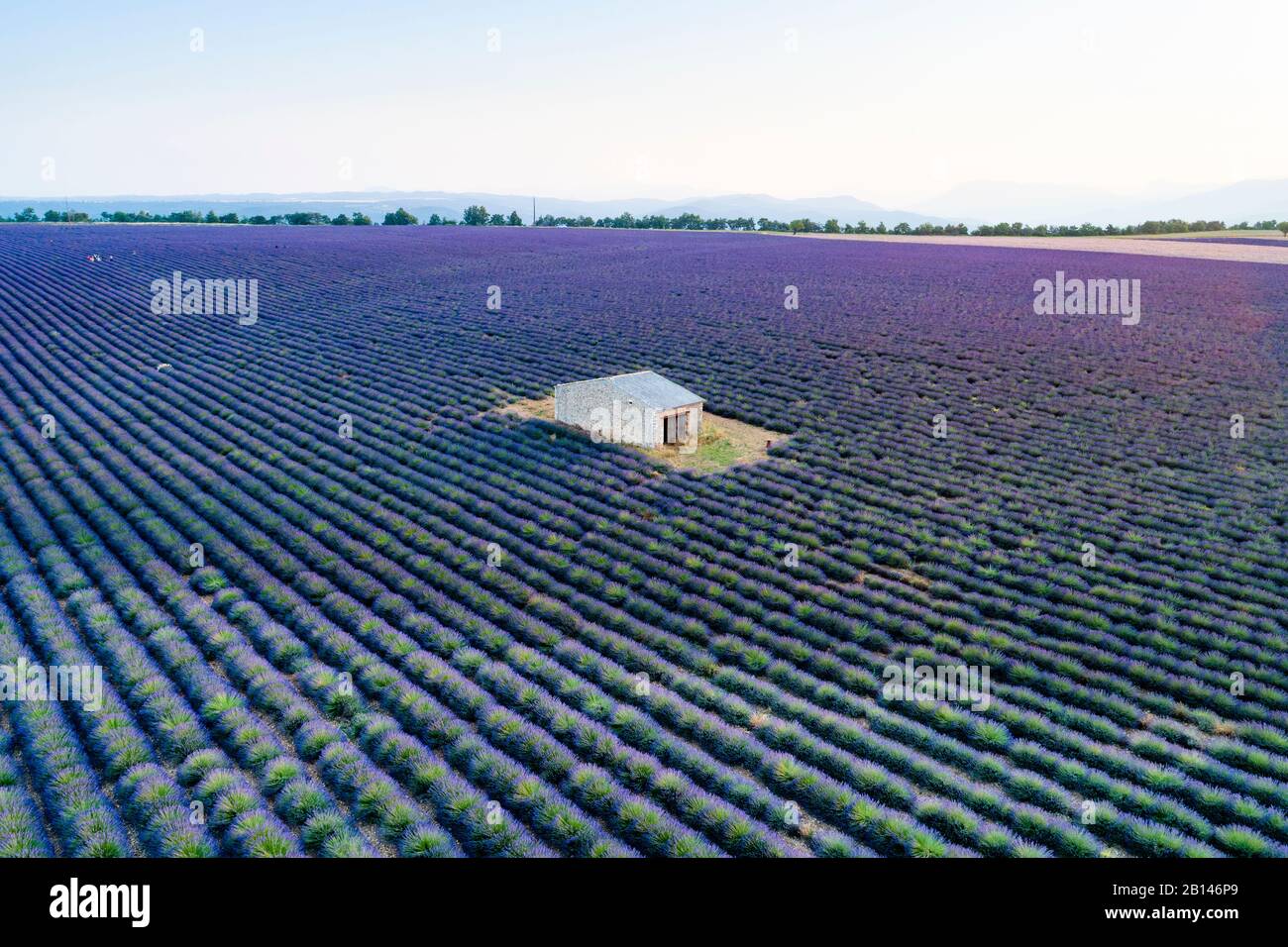 Aerial view of lavender fields in valensole, france hi-res stock photography and images - Alamy