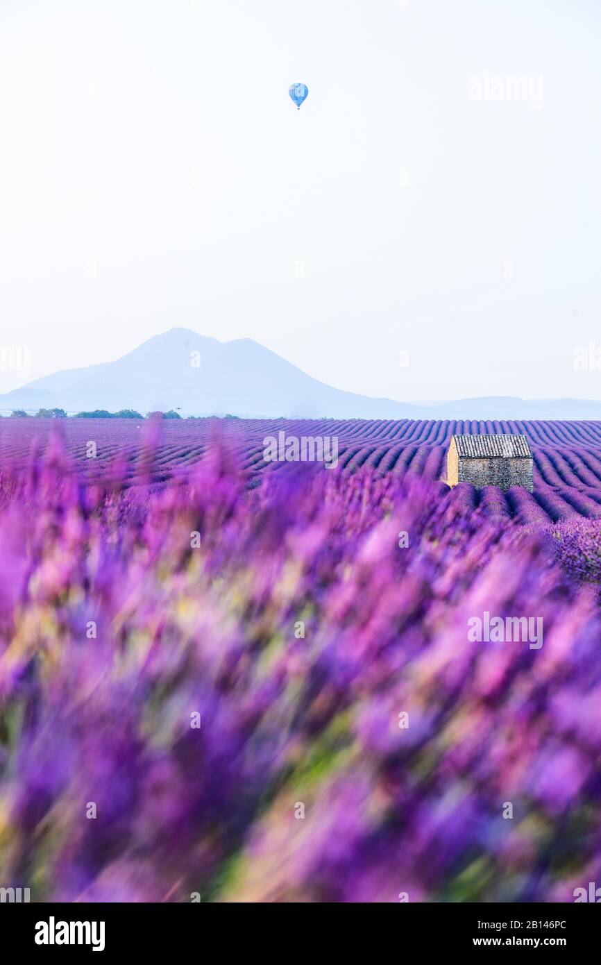 Lavender fields near Valensole in Southern France, Provence, France Stock Photo - Alamy