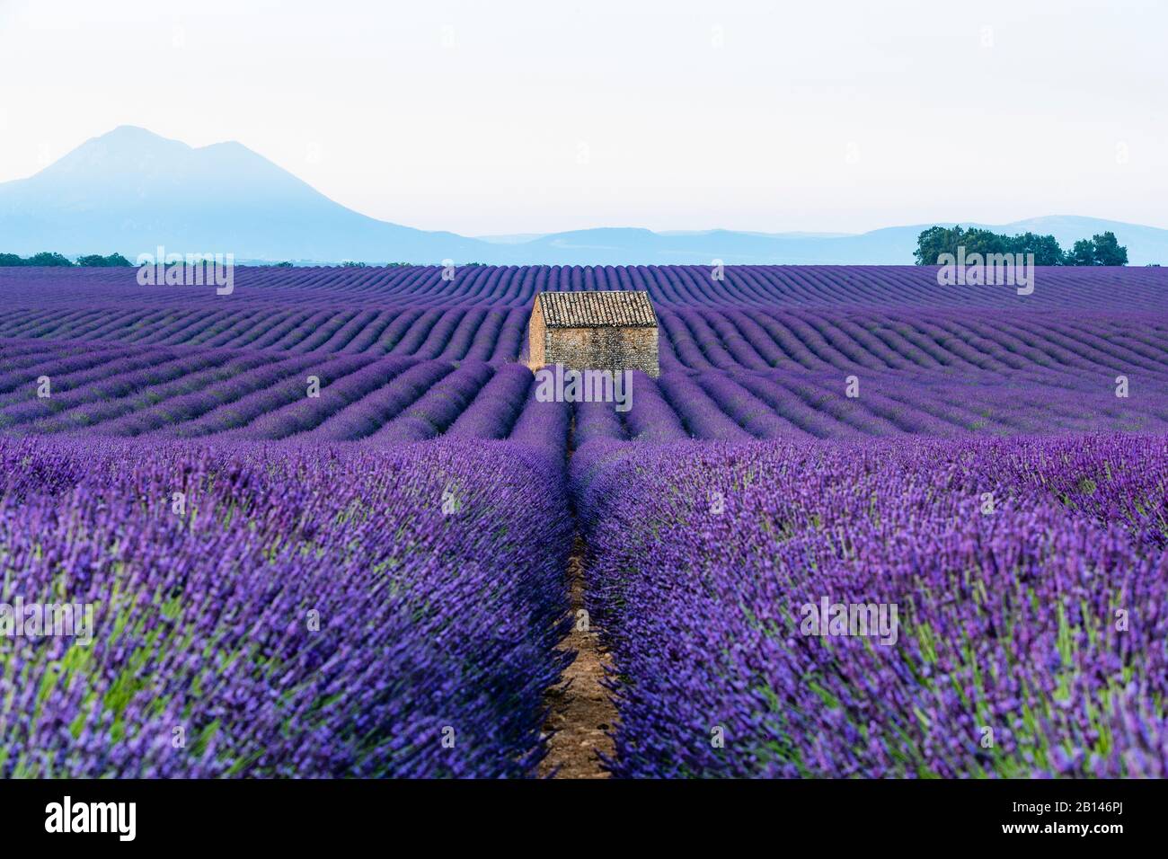 Lavender fields near Valensole in Southern France, Provence, France Stock Photo - Alamy