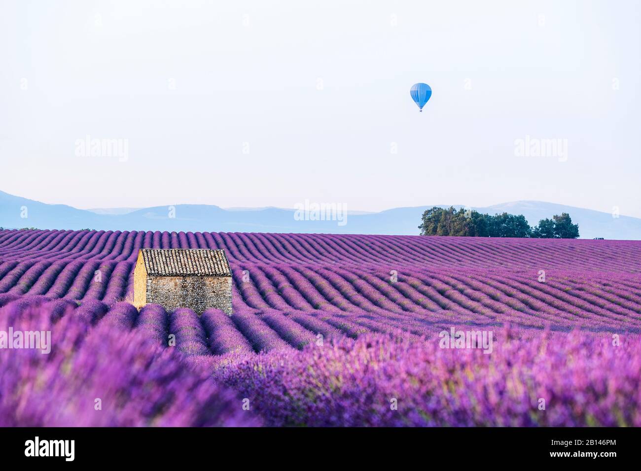 Lavender fields near Valensole in Southern France, Provence, France Stock Photo - Alamy