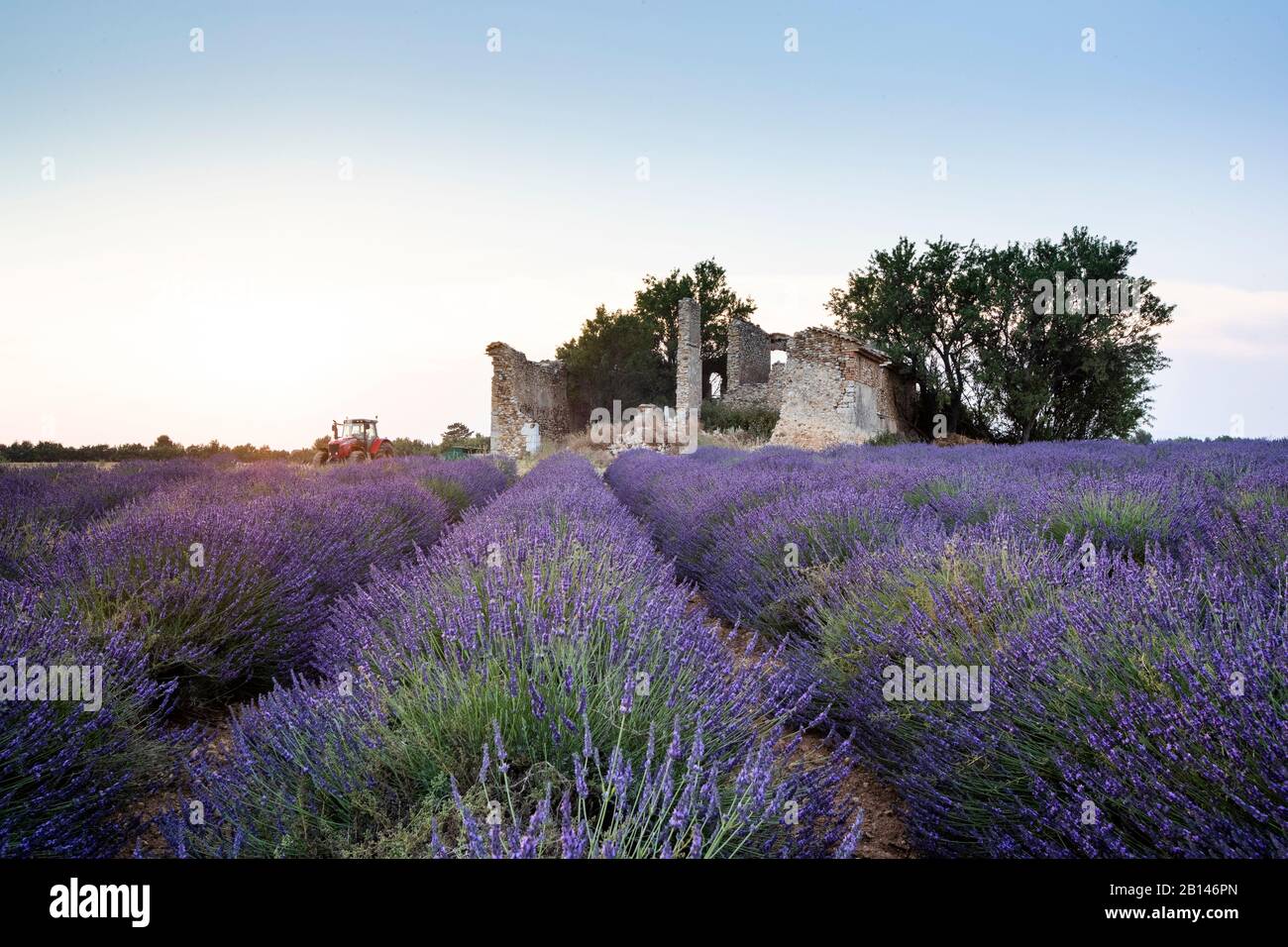 Lavender fields near Valensole in Southern France, Provence, France Stock Photo - Alamy