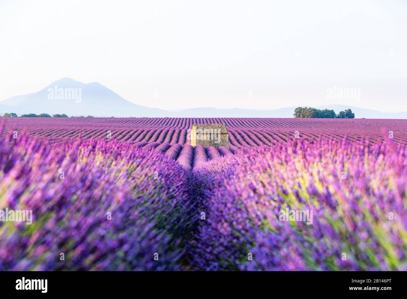Lavender fields near Valensole in Southern France, Provence, France Stock Photo - Alamy