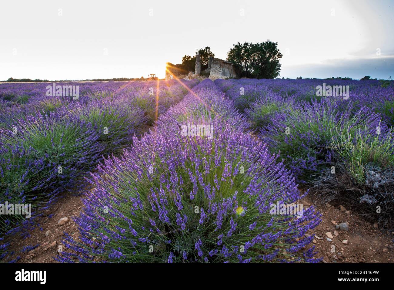 Lavender fields near Valensole in Southern France, Provence, France Stock Photo - Alamy
