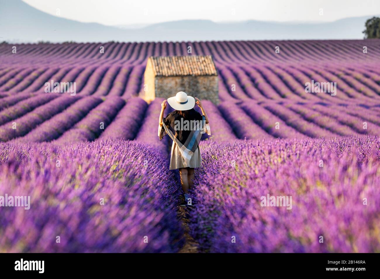 Lavender fields near Valensole in Southern France, Provence, France Stock Photo - Alamy