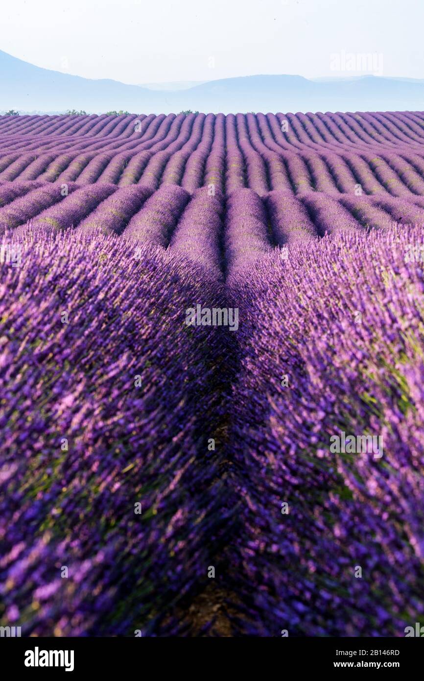 Lavender fields near Valensole in Southern France, Provence, France Stock Photo - Alamy