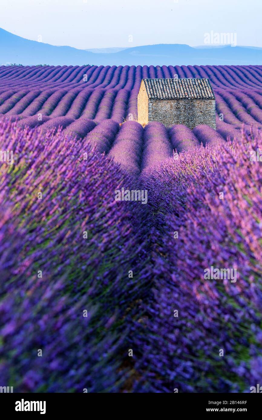 Lavender fields near Valensole in Southern France, Provence, France Stock Photo - Alamy