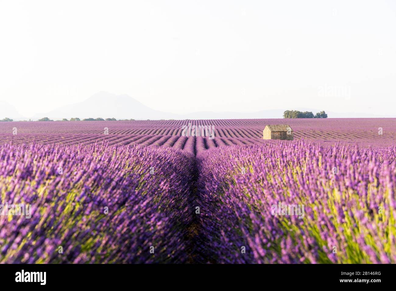 Lavender fields near Valensole in Southern France, Provence, France Stock Photo - Alamy