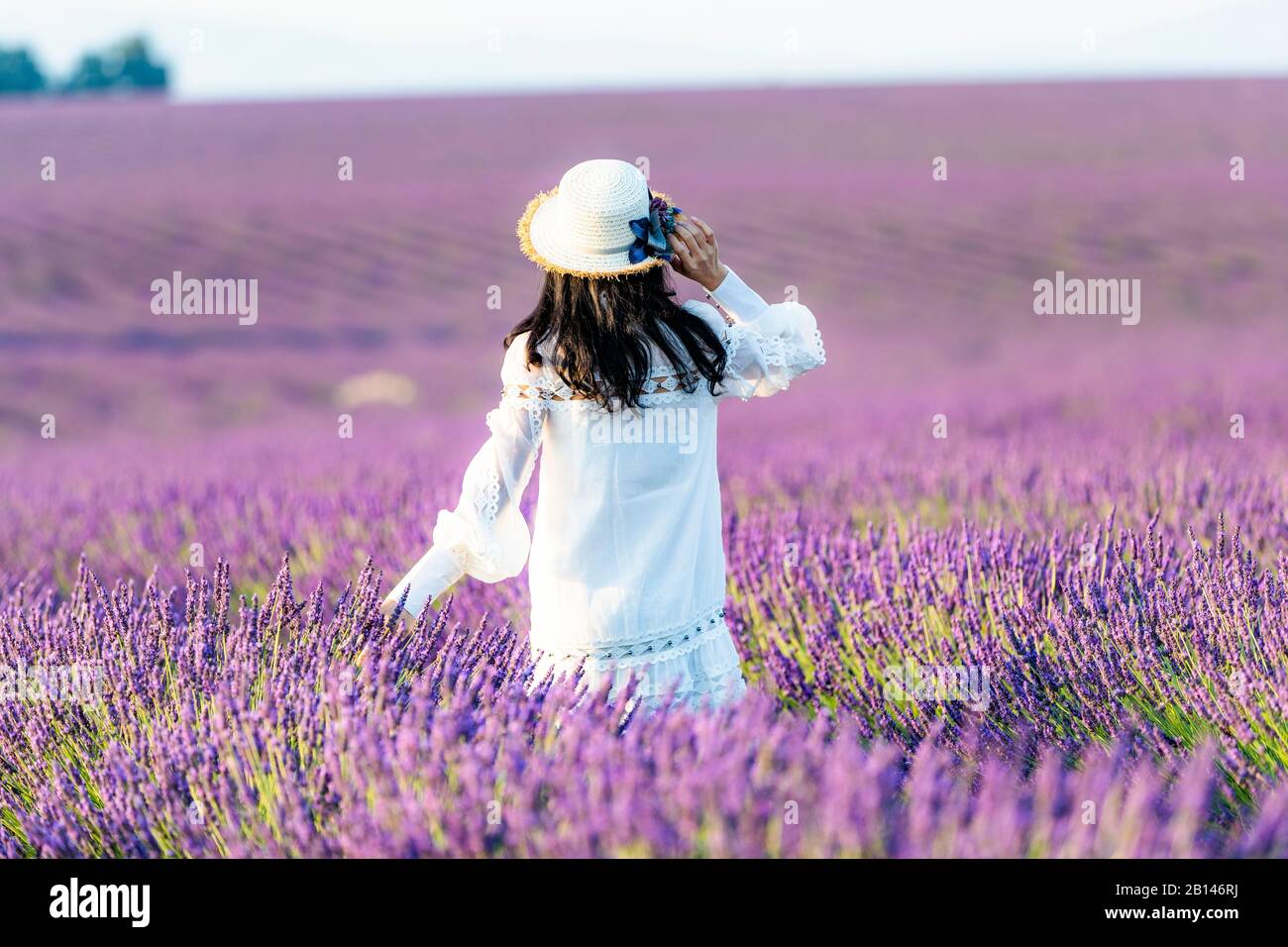 Lavender fields near Valensole in Southern France, Provence, France Stock Photo - Alamy
