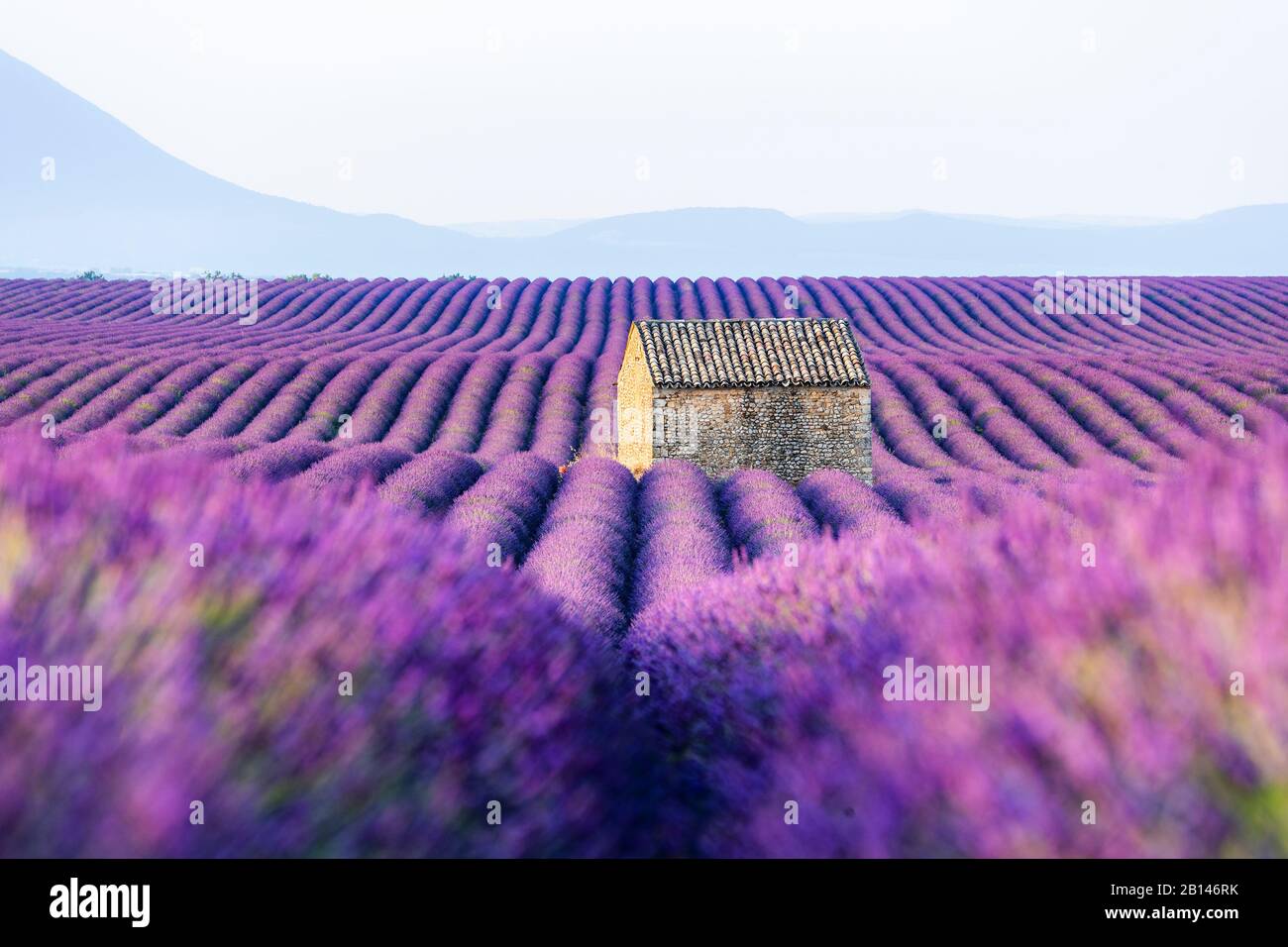 Lavender fields near Valensole in Southern France, Provence, France Stock Photo - Alamy