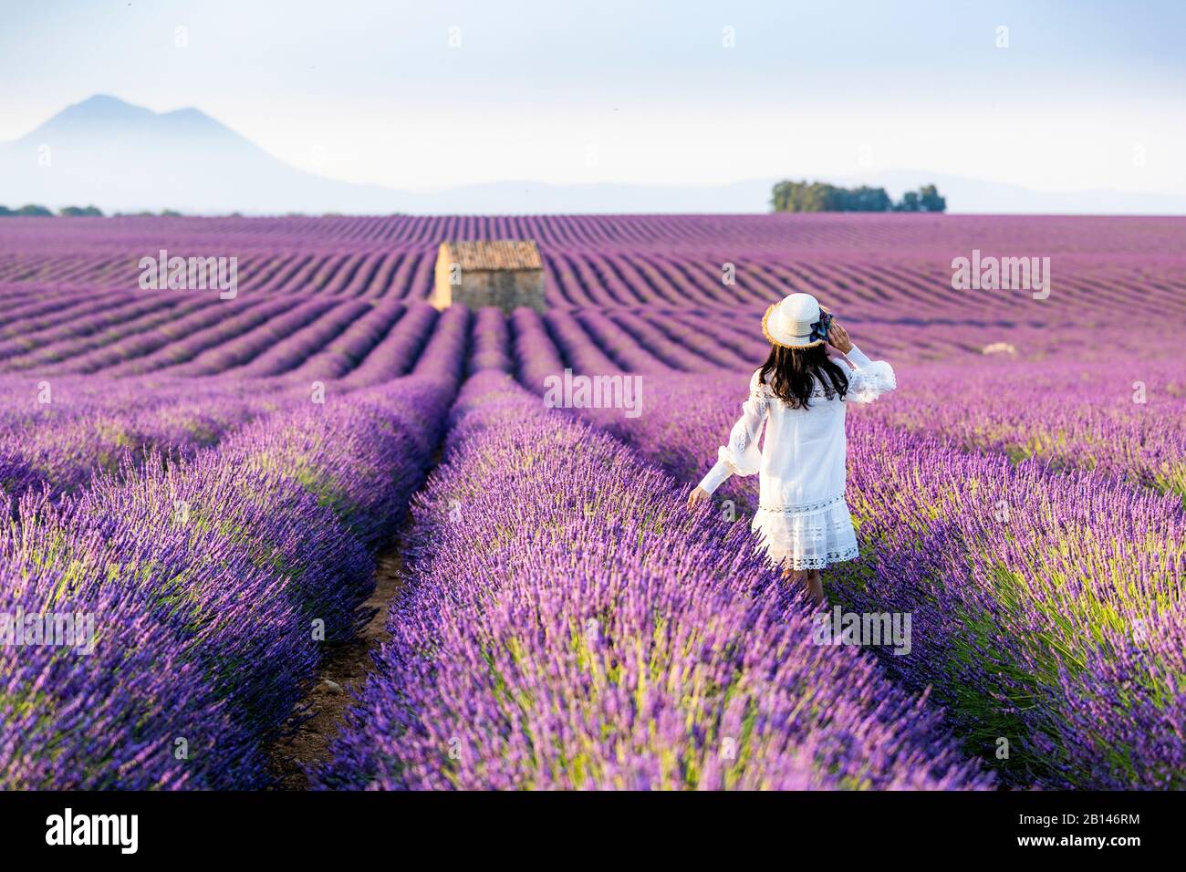 Lavender fields near Valensole in Southern France, Provence, France Stock Photo - Alamy