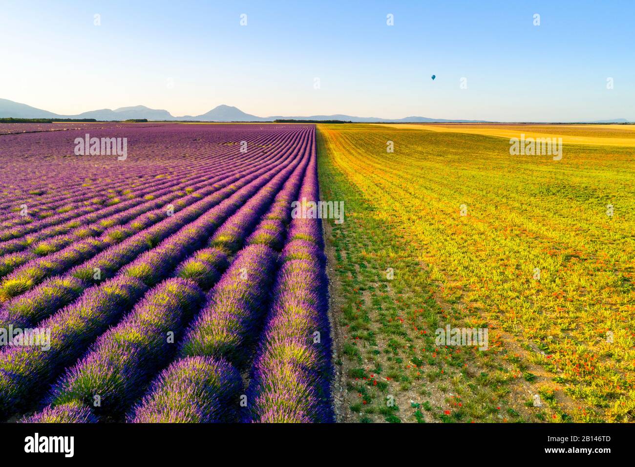 Lavender fields near Valensole in Southern France, Provence, France Stock Photo - Alamy