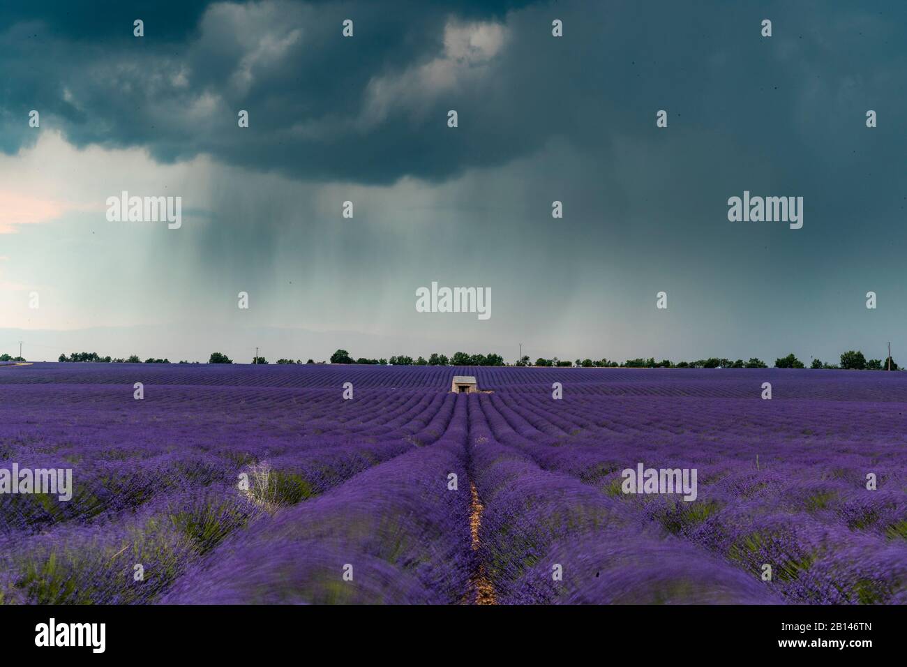 Lavender fields near Valensole in Southern France, Provence, France Stock Photo - Alamy