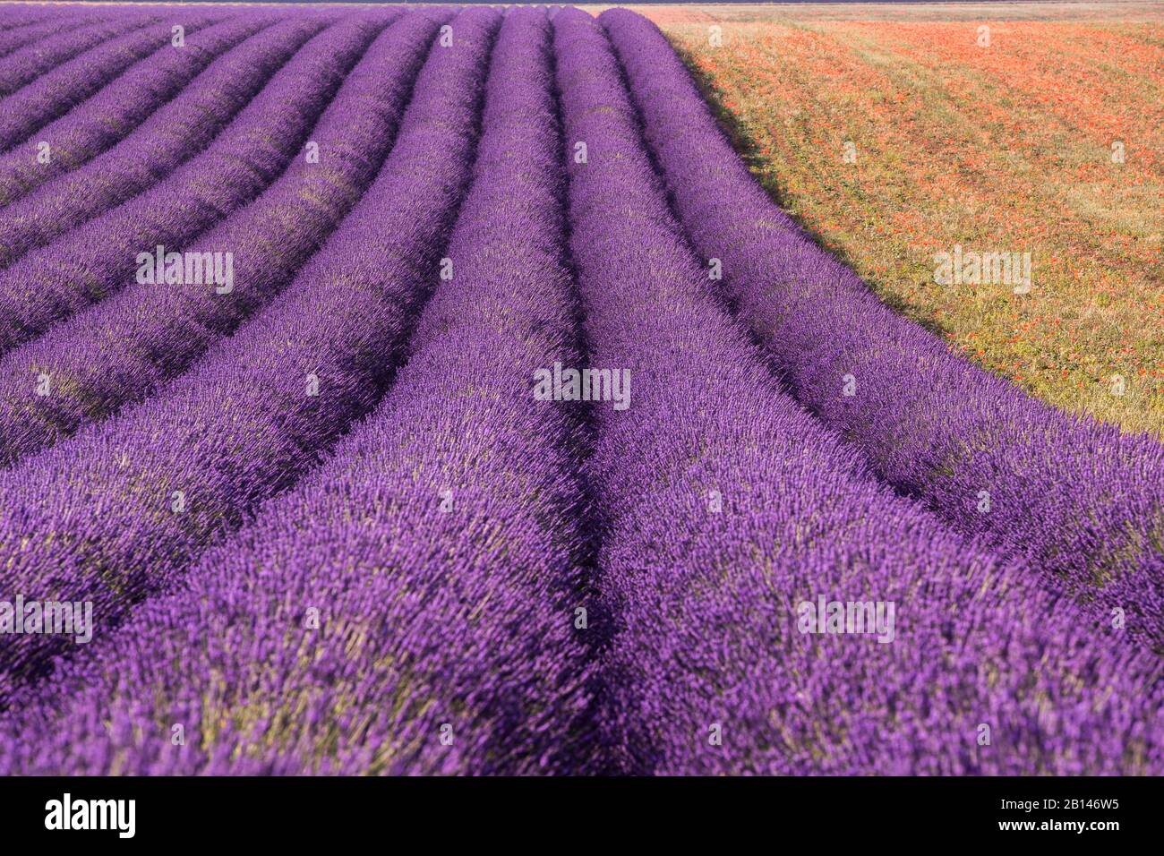 Lavender fields near Valensole in Southern France, Provence, France Stock Photo - Alamy
