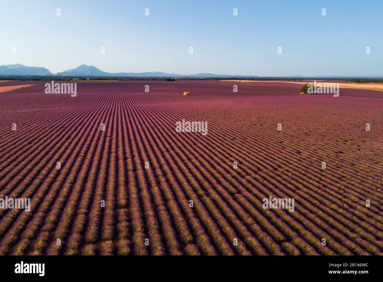 Aerial view of lavender fields in valensole, france hi-res stock photography and images - Alamy