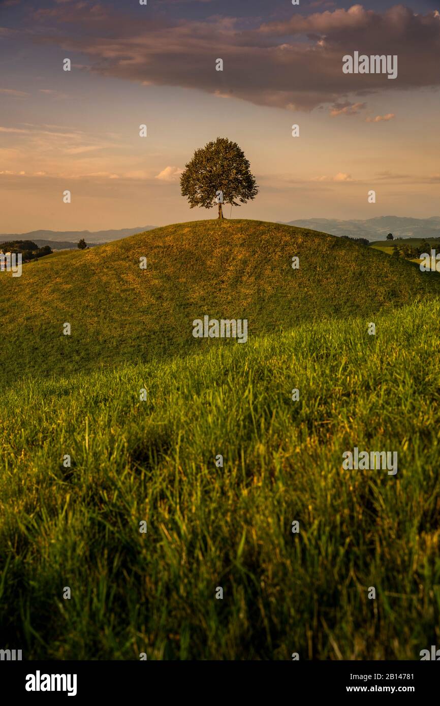 Hilly green landscape in Switzerland Stock Photo - Alamy