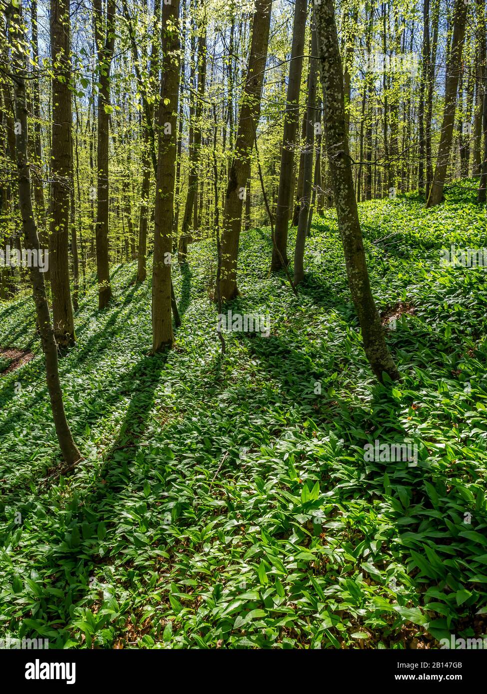 Forest, wild garlic Stock Photo - Alamy