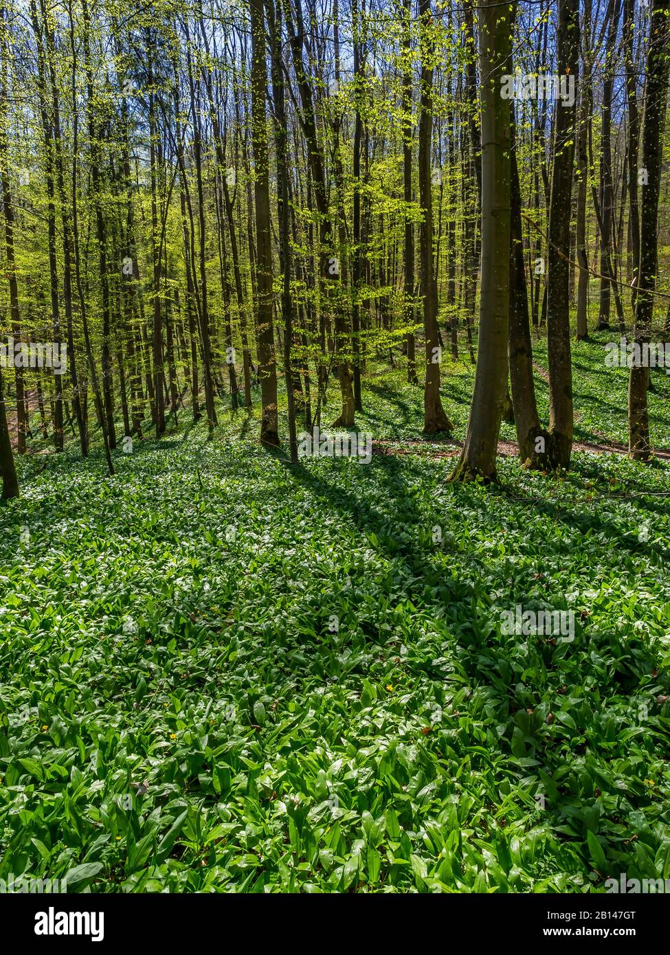 Forest, wild garlic Stock Photo - Alamy