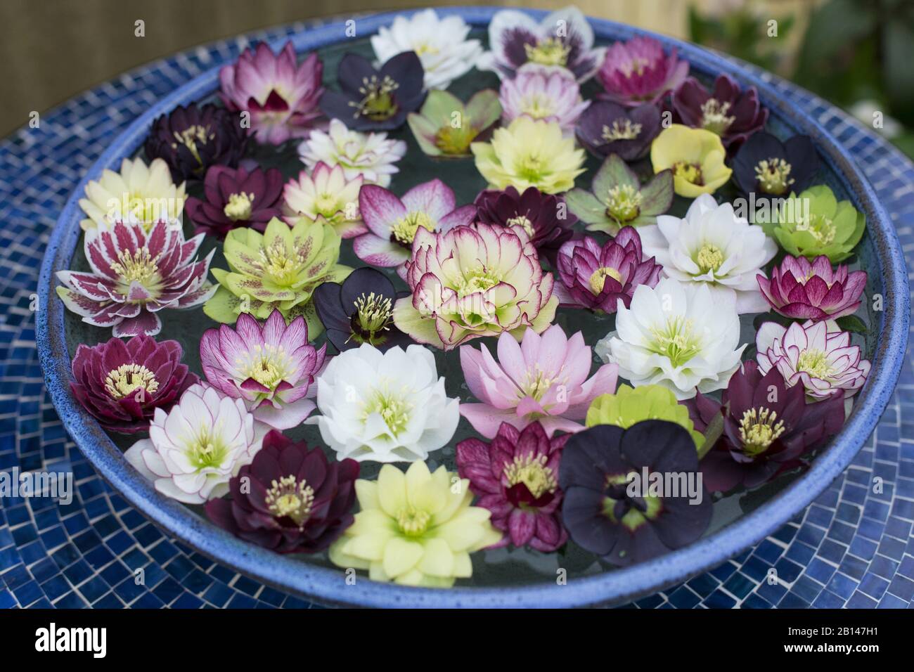 A beautiful arrangement of floating hellebore flowers in a bowl of ...