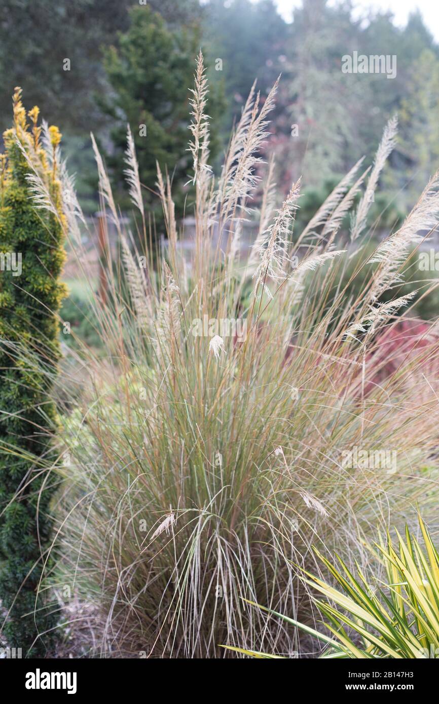 Muhlenbergia rigens, commonly known as deergrass Stock Photo - Alamy