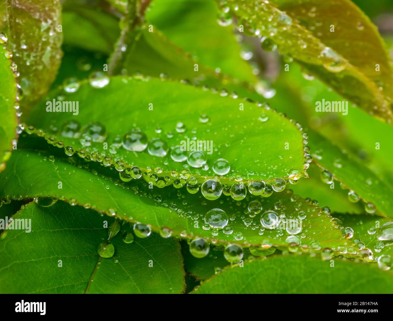 Leaf and dew hi-res stock photography and images - Alamy